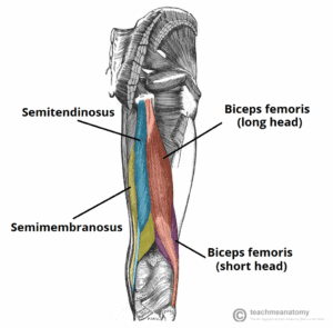 The Top 10 Muscles Worked by Planks (2026) - Lift Vault