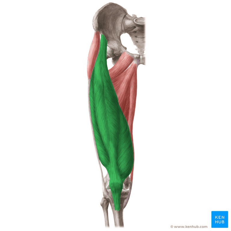 The Top 9 Muscles Worked with Deadlifts (2026) - Lift Vault