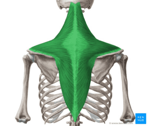The 8 Main Muscle Groups Worked by Squats (2026) - Lift Vault