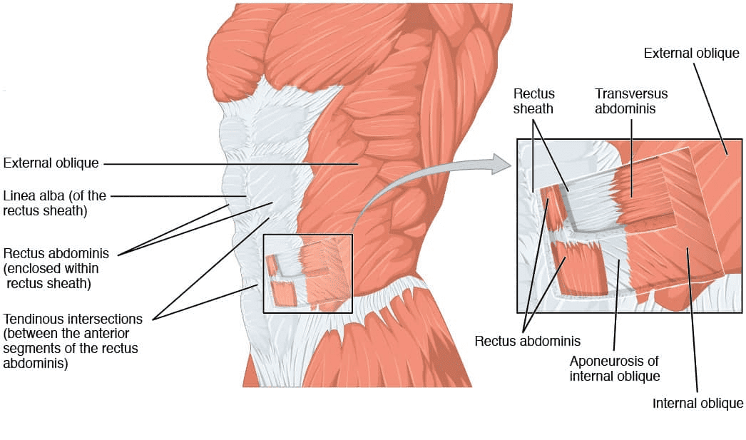 Decline Bench Press Benefits and Muscles Worked (2026) - Lift Vault
