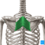 Barbell Row Benefits, Muscles Worked, and Form (2026) - Lift Vault
