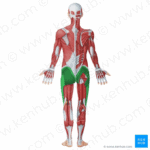 The 8 Most Effective Compound Glute Exercises (2025) - Lift Vault