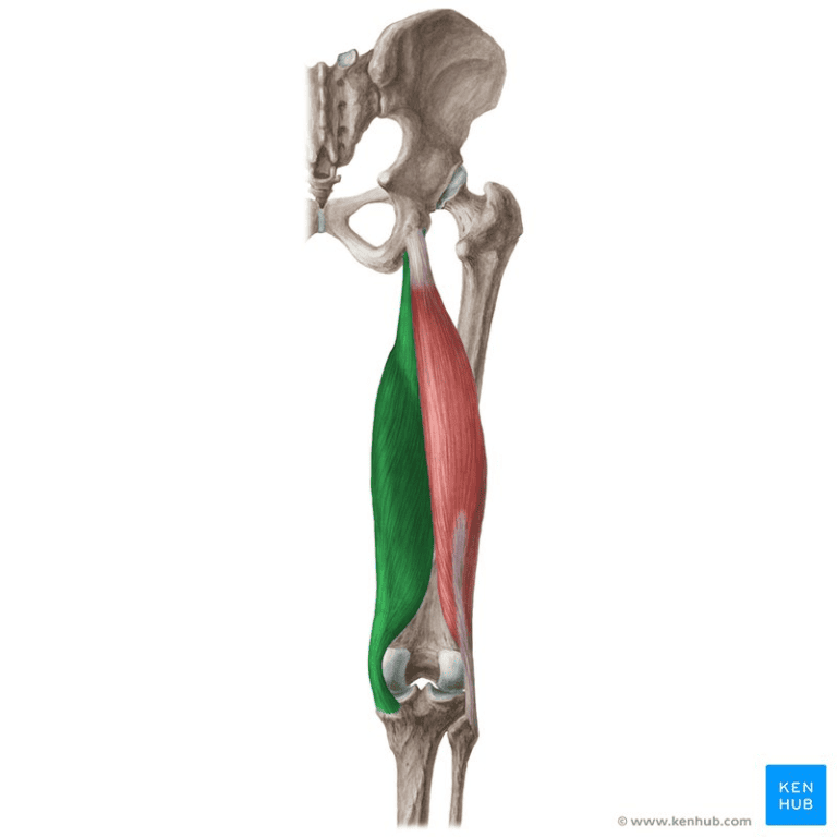 The 7 Best Compound Hamstring Exercises (2026) - Lift Vault