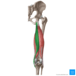 The 7 Best Compound Hamstring Exercises (2025) - Lift Vault